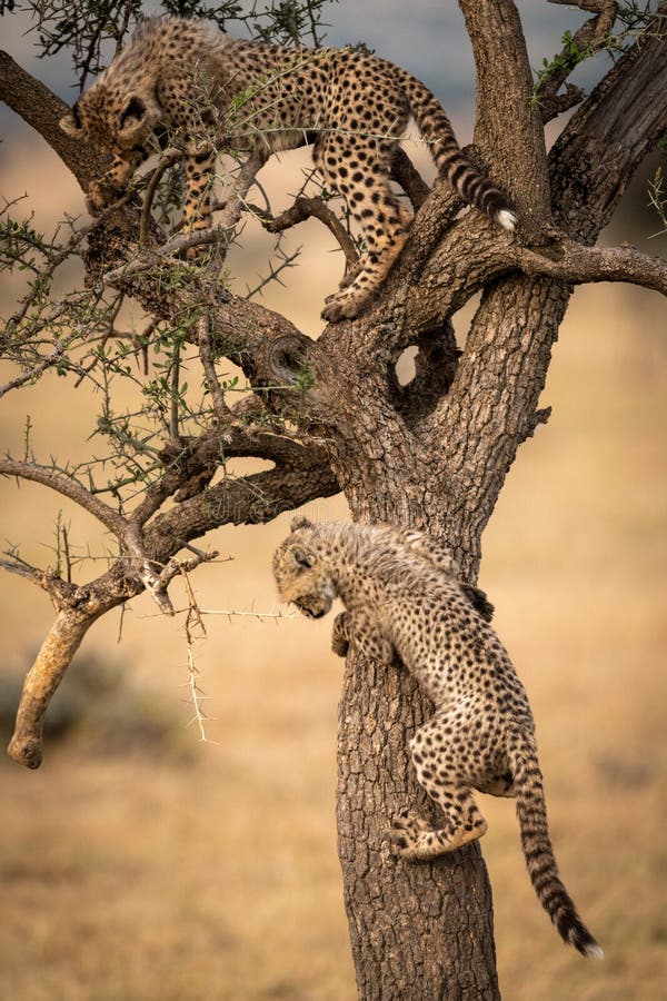 Two Cheetah Cubs Climb Tree in Savannah Stock Image - Image of grass ...