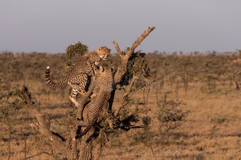 Two Cheetah Cubs Climbing Tree on Savannah Stock Photo - Image of ...