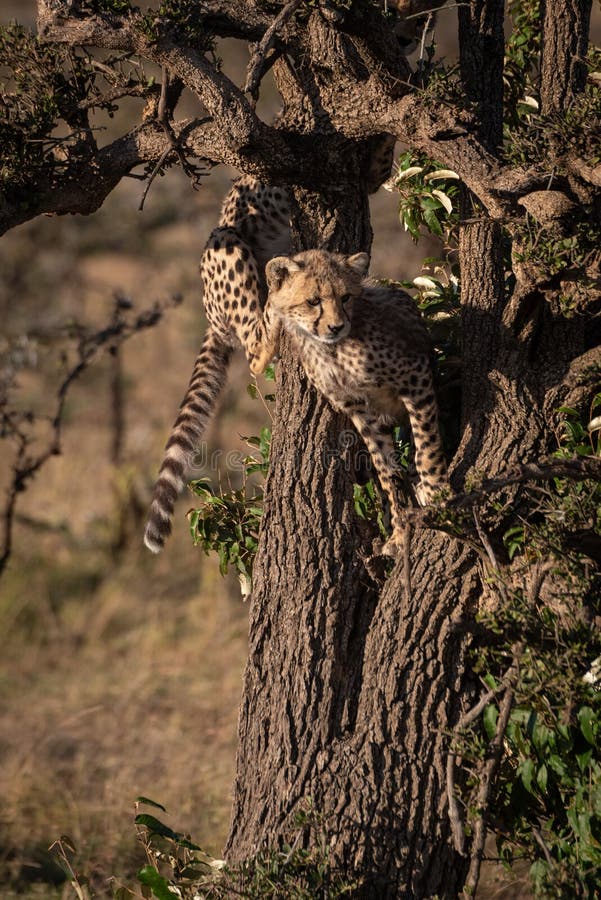 Cheetah Cub Climbing Tree Trunk Looks Down Stock Photo - Image of ...
