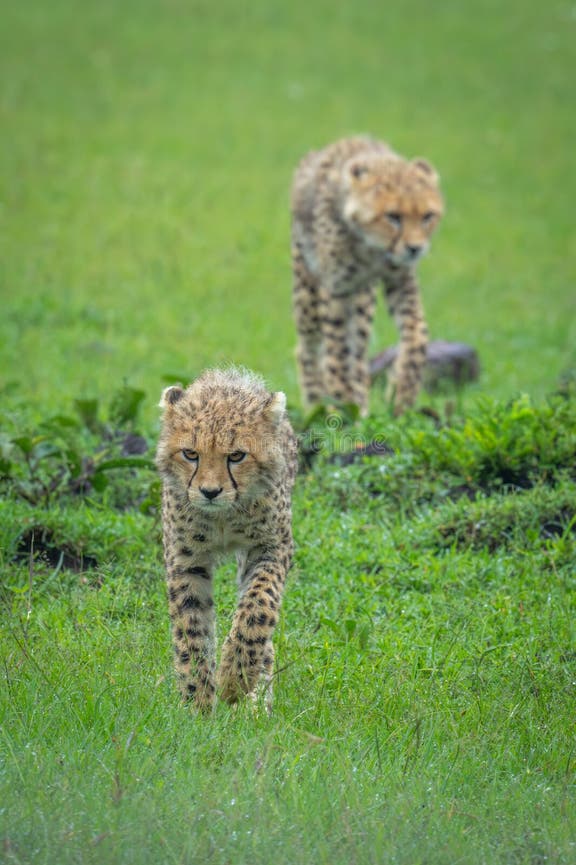 Two Cheetah Cubs Cross Grass Lifting Forepaws Stock Image - Image of ...