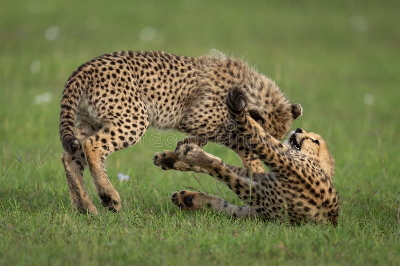 Two Cheetah Cubs Fight Together on Grass Stock Photo - Image of valley ...