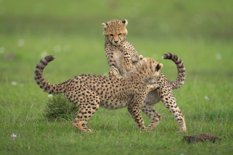 Two Cheetah Cubs Fighting on Short Grass Stock Image - Image of fight ...
