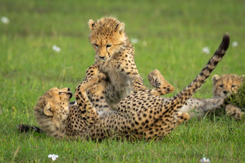 Two Cheetah Cubs Play Fight by Another Stock Image - Image of mara ...