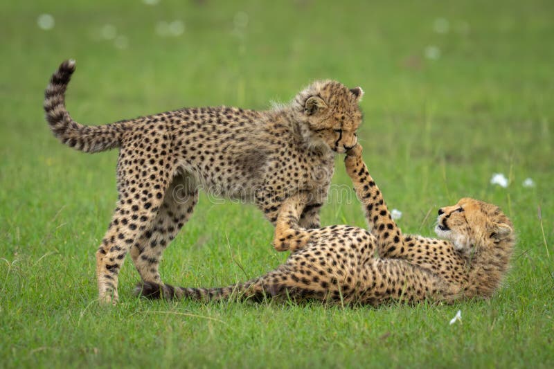 Two Cheetah Cubs Play Fight in Grassland Stock Photo - Image of camp ...