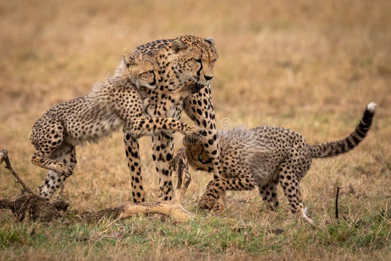 Two Cheetah Cubs Play Fight with Mother Stock Photo - Image of young ...