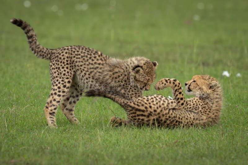 Two Cheetah Cubs Play Fight on Savannah Stock Image - Image of ...