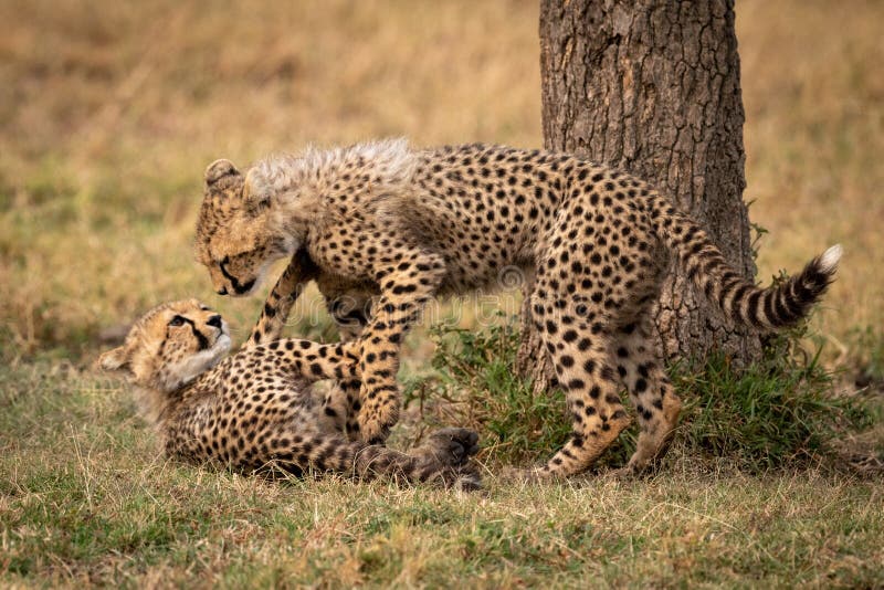 Two Cheetah Cubs Play Fighting beside Tree Stock Photo - Image of play ...