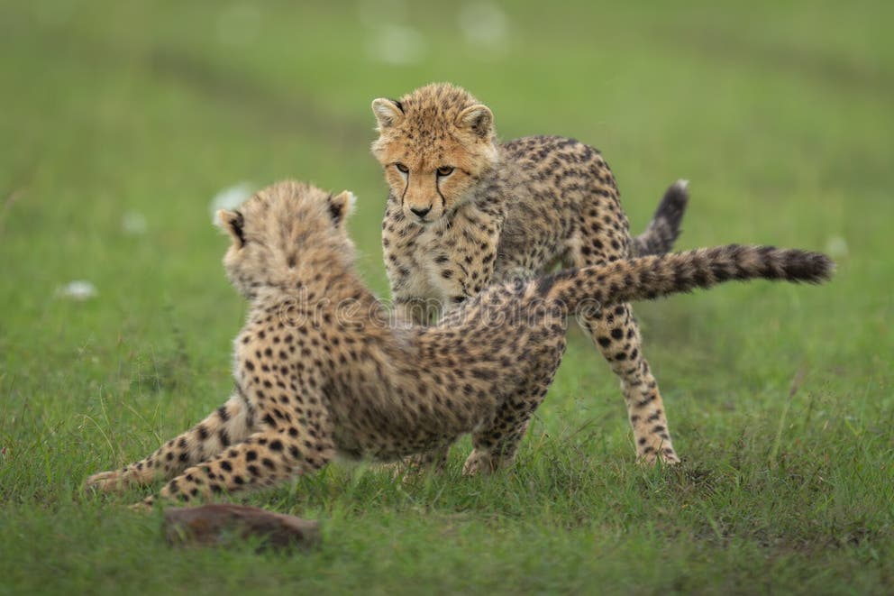 Two Cheetah Cubs Play Together on Grass Stock Photo - Image of ...