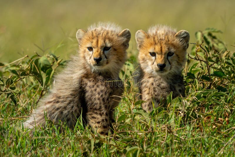 Two Cheetah Cubs Sit in Leafy Bushes Stock Photo - Image of animal ...