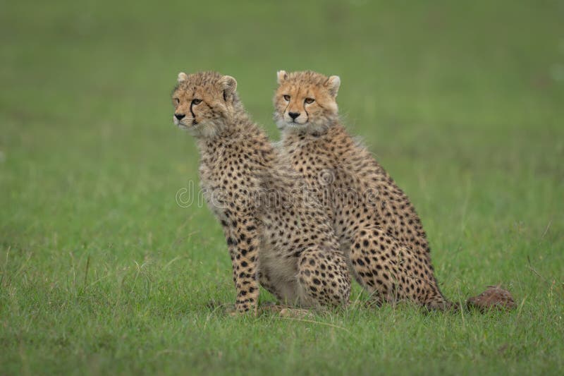 Two Cheetah Cubs Sit Side-by-side on Grass Stock Photo - Image of ...