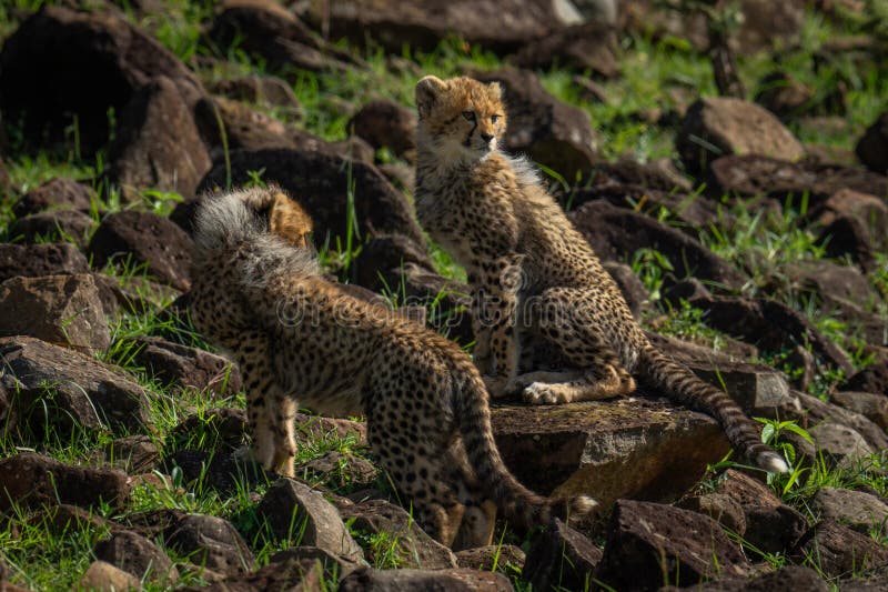 Two Cheetah Cubs Sit and Stand Together Stock Image - Image of animals ...
