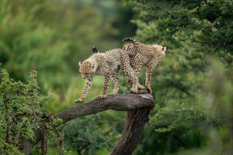 Two Cheetah Cubs Stand on Twisted Tree Stock Photo - Image of jubatus ...