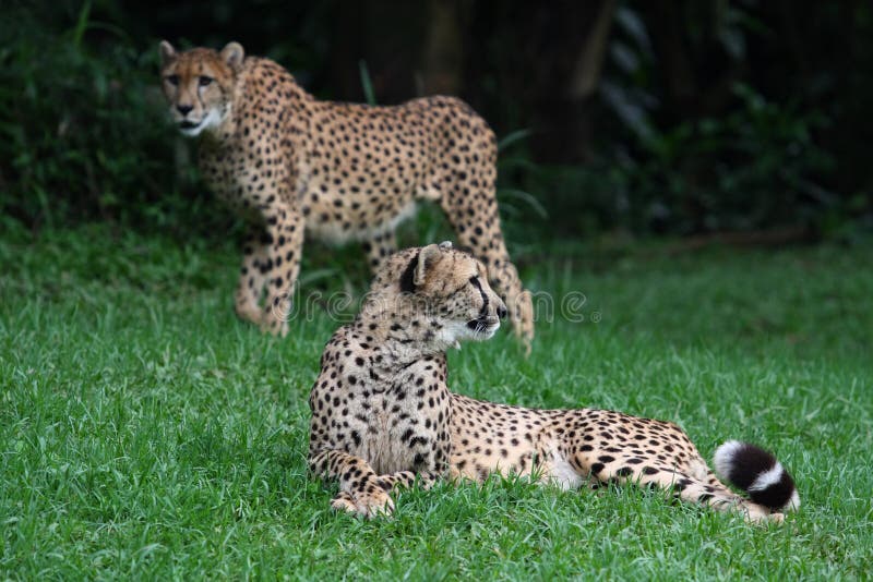 Two Cheetahs stock photo. Image of grass, elegant, color - 14781052