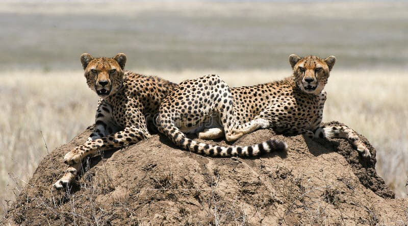Two cheetahs. stock image. Image of focus, carnivore - 15579303