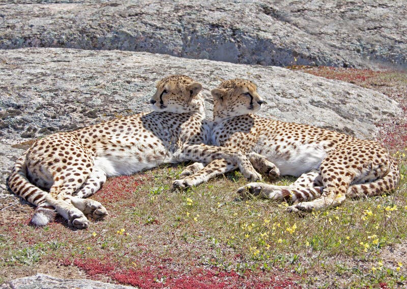 Two cheetahs stock image. Image of strenght, elegance - 16145003