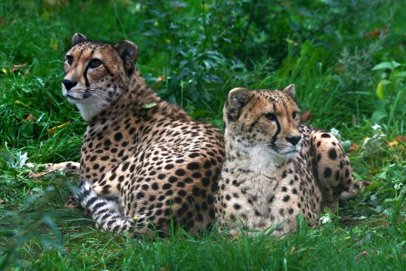 Two cheetahs stock image. Image of predator, species, wilderness - 1840473