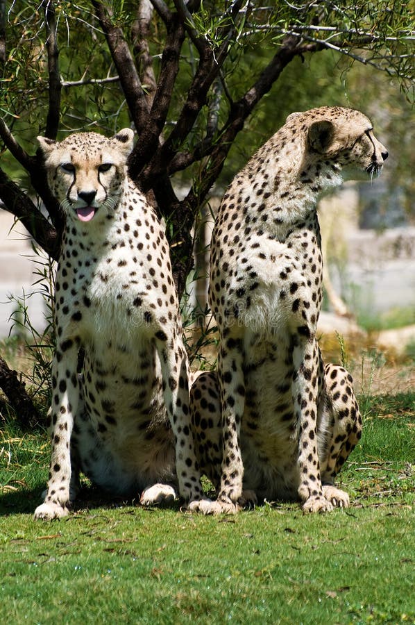 Two cheetahs stock image. Image of mammal, animal, cheetah - 6430667