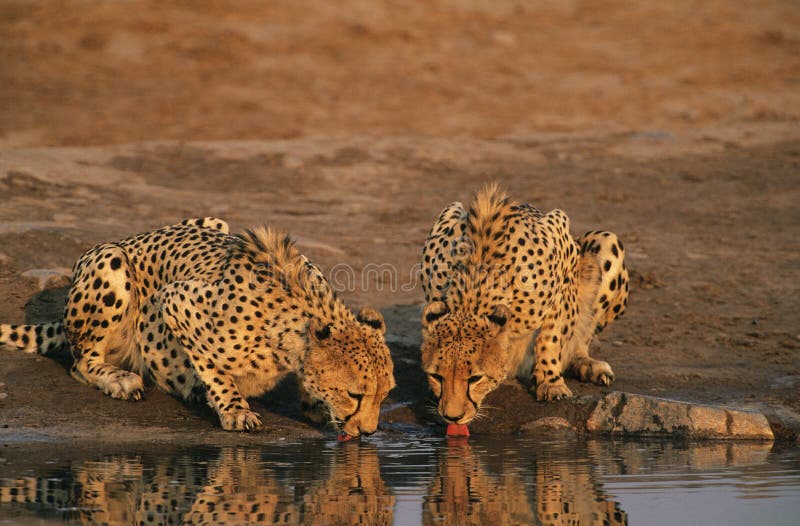 Cheetah Drinking Water Photos - Free & Royalty-Free Stock Photos from ...