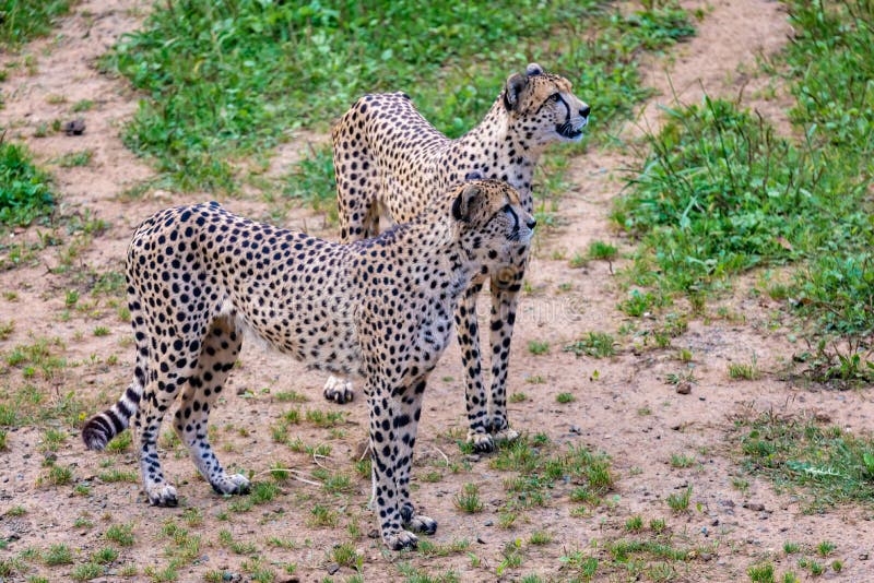Two cheetahs in the meadow stock photo. Image of hunting - 160356818