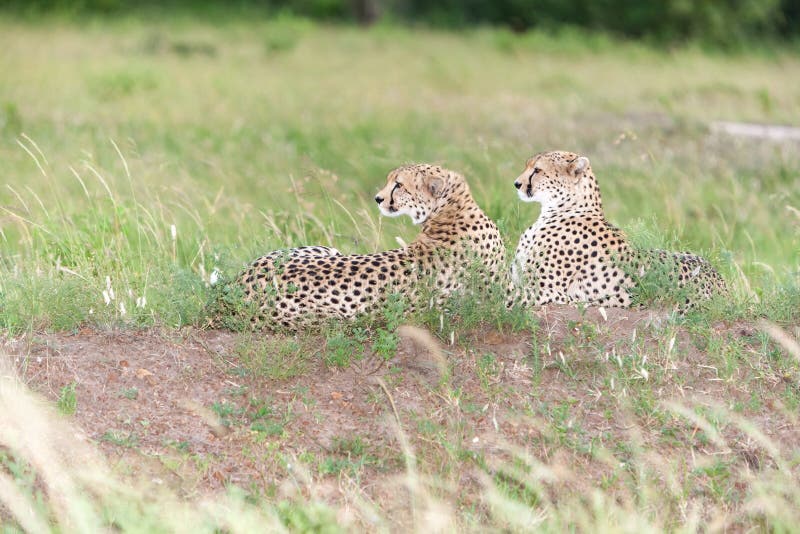 The two cheetahs stock image. Image of conservation, endangered - 50589245