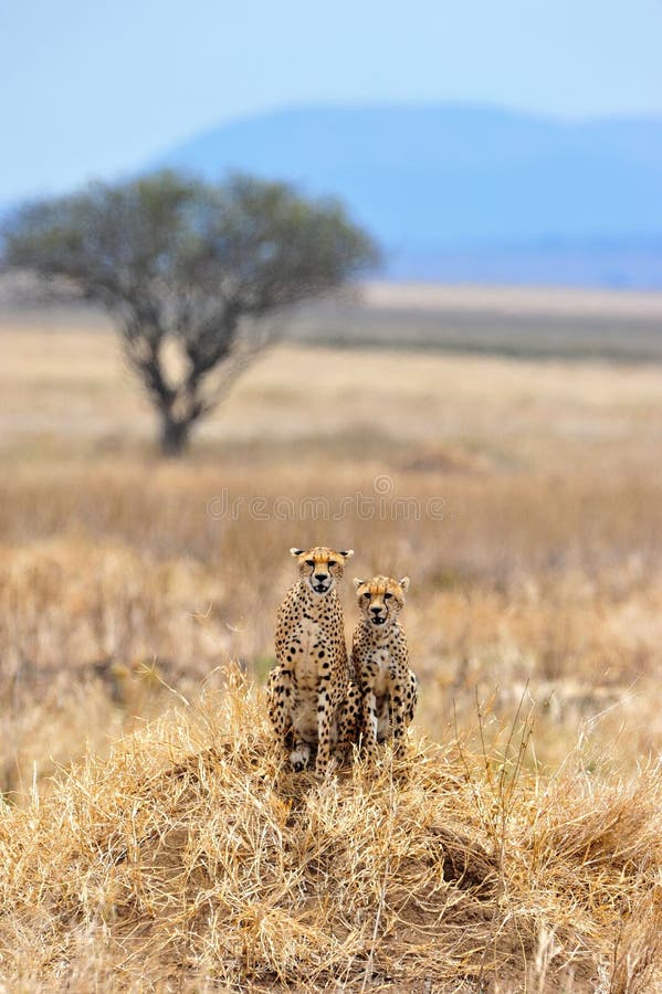 Two Cheetahs stock image. Image of speed, grassland, reserve - 34423427