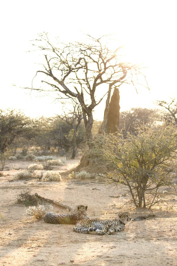 Two cheetahs resting. stock photo. Image of mammal, hunting - 145449402