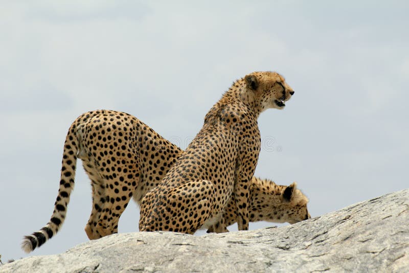 Two cheetahs on a rock stock photo. Image of environment - 61993052