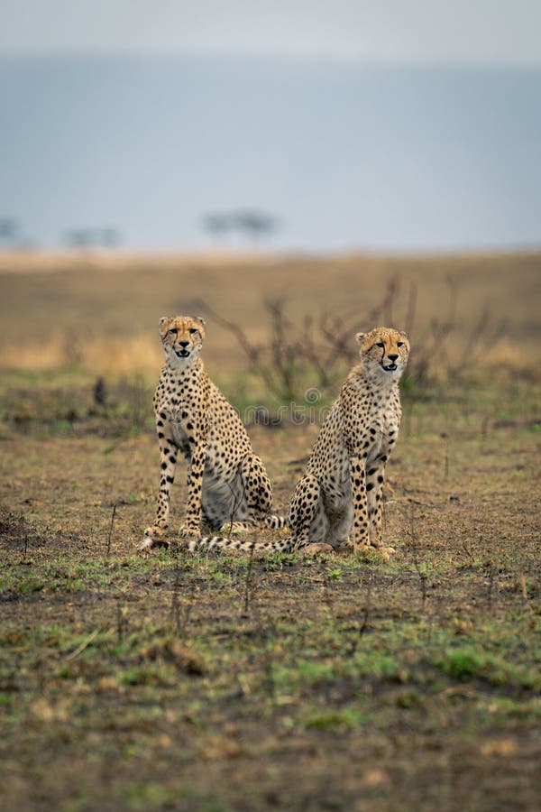 Two Cheetahs Sit Together on Grassy Plain Stock Image - Image of park ...