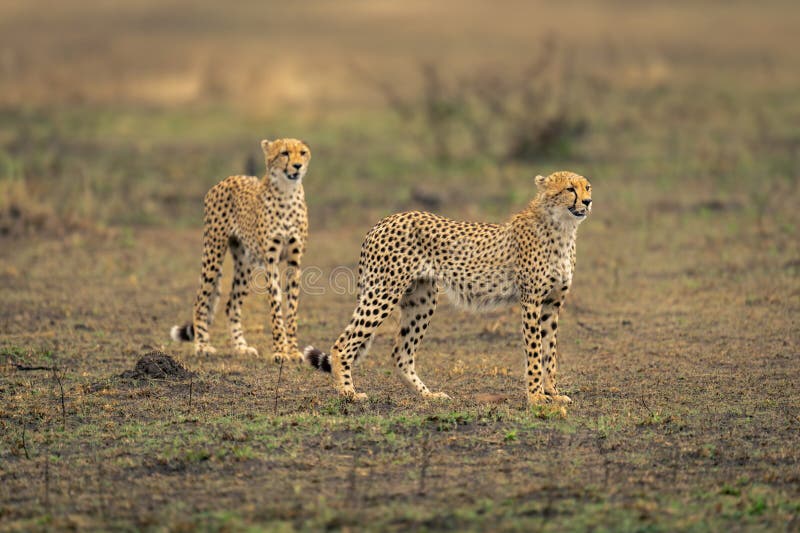Two Cheetahs Stand on Savannah in Sunshine Stock Photo - Image of ...