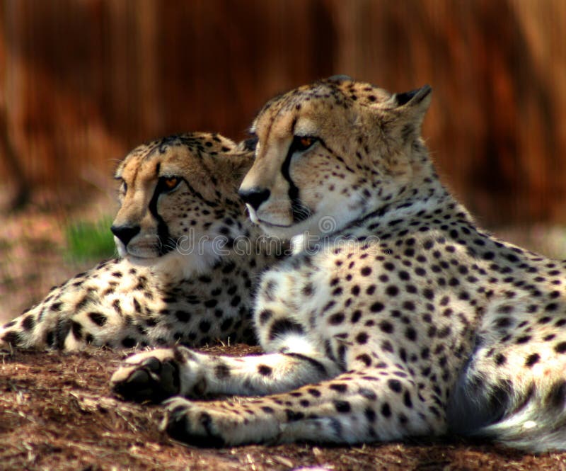 Two cheetahs staring stock image. Image of large, wilderness - 2314733