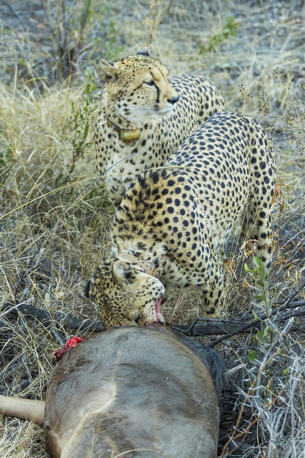 Two Cheetahs on a Wildebeest Kill Stock Photo - Image of sunset, male ...