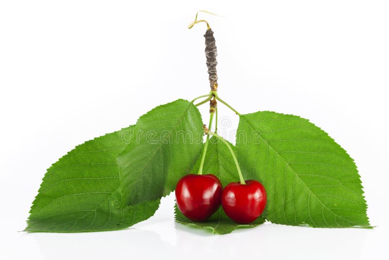 Two cherries stock image. Image of tasty, food, bing - 25259811