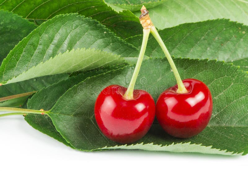 Two Cherries and Branch with Leaves Stock Image - Image of ripe, shiny ... Two Cherries and Branch with Leaves Stock Image - Image of ripe, shiny ...