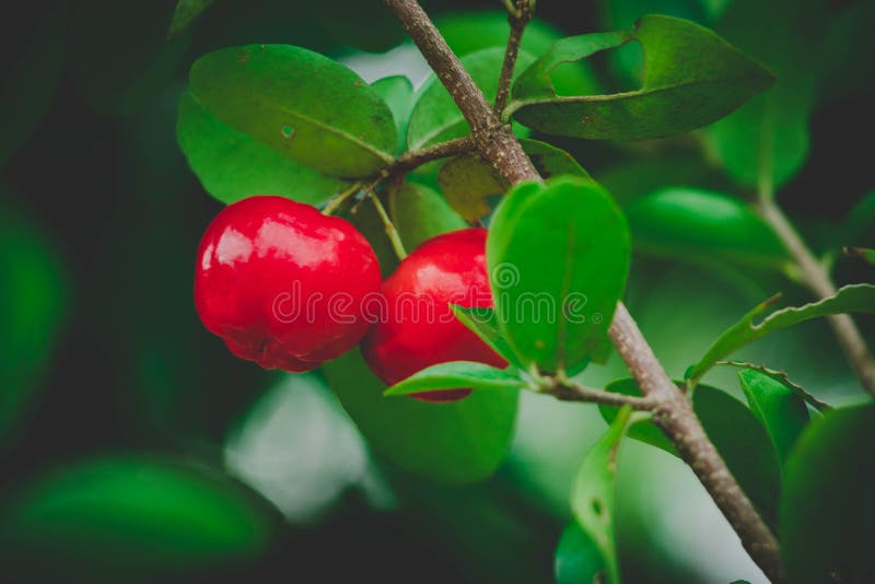 Two Cherries Hanging on a Cherry Tree Branch Stock Photo - Image of ...