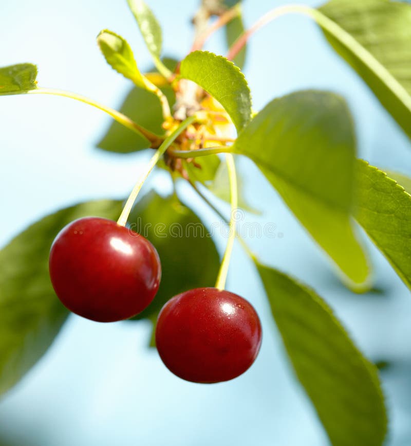 Two Cherries on the Tree. stock photo. Image of leaf - 12545346