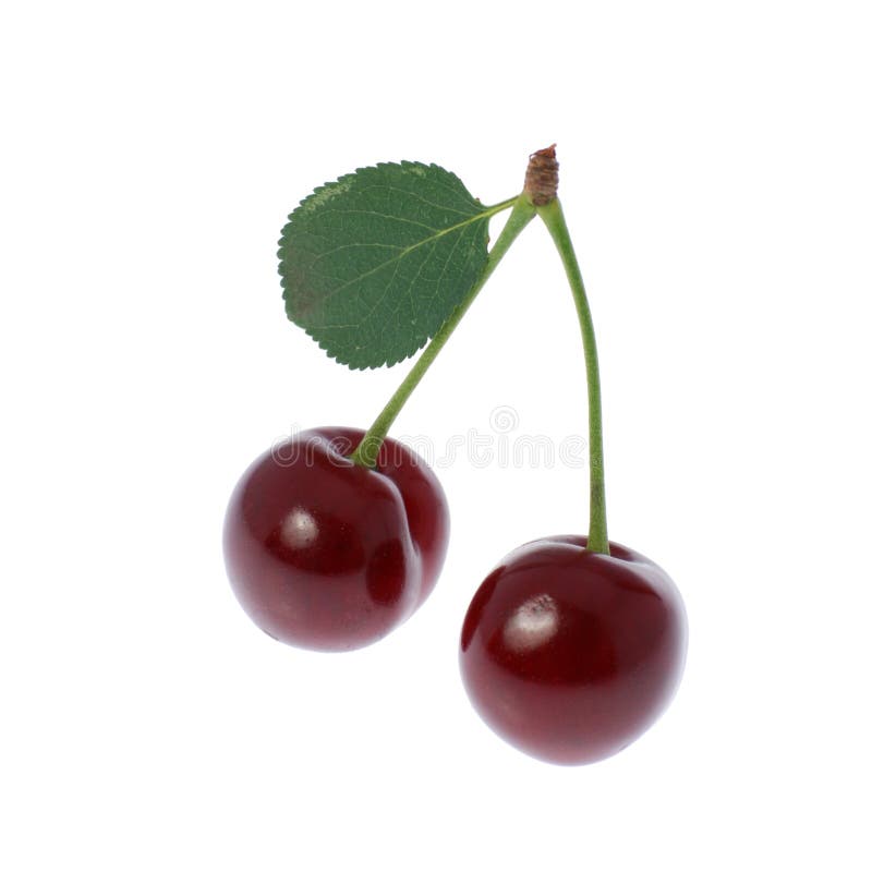 Isolated sweet cherries stock image. Image of leaf, cherries - 15566011