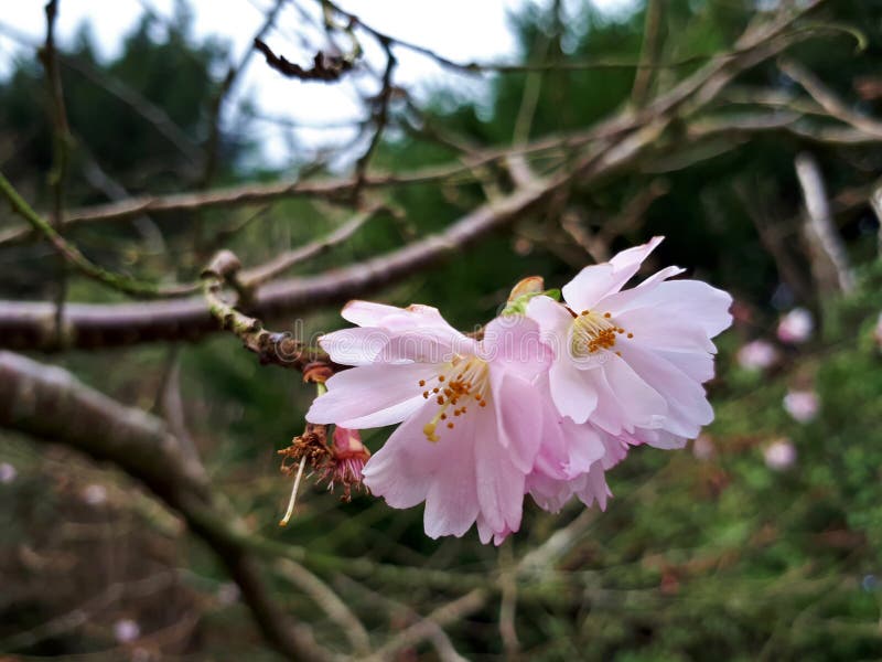 Two Cherry Blossom Flowers on a Tree Stock Image - Image of twig, tree ...