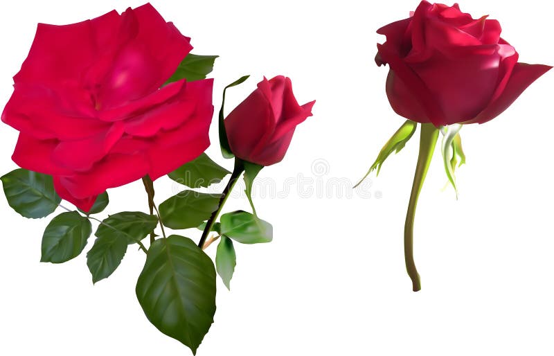 Dark Red Two Roses with Leaves Stock Vector - Illustration of flora ...