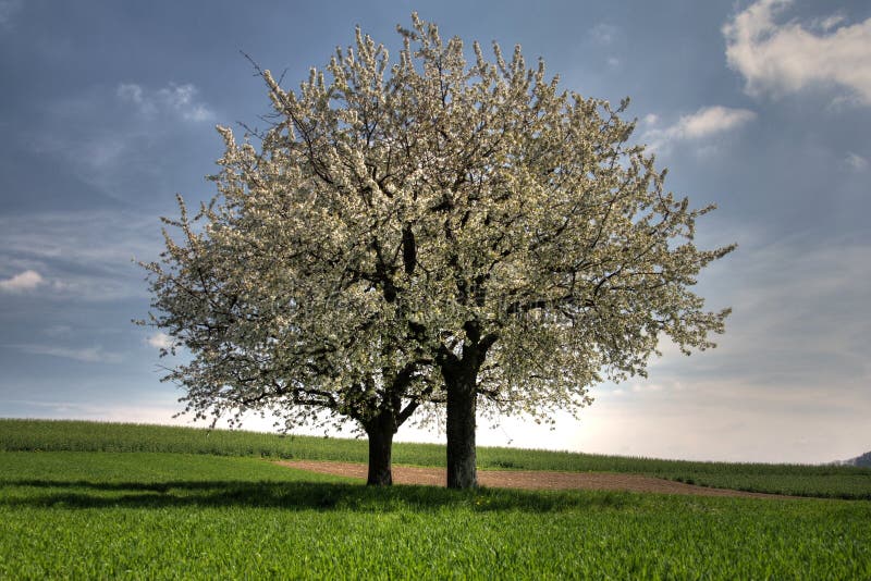 Two Cherry Trees Blossoming Stock Photo - Image of white, season: 9068770