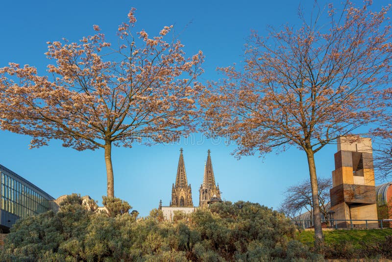 Cherry Trees in Blossom with a View of the Cologne Cathedral Stock ...