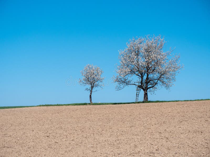 Two Cherry Trees in Full Bloom Stock Image - Image of full, leisure ...