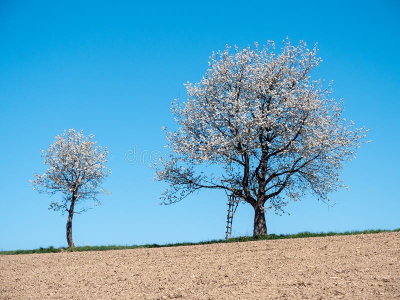 Two Cherry Trees in Full Bloom at the Scharten Cherry Blossom Hiking ...