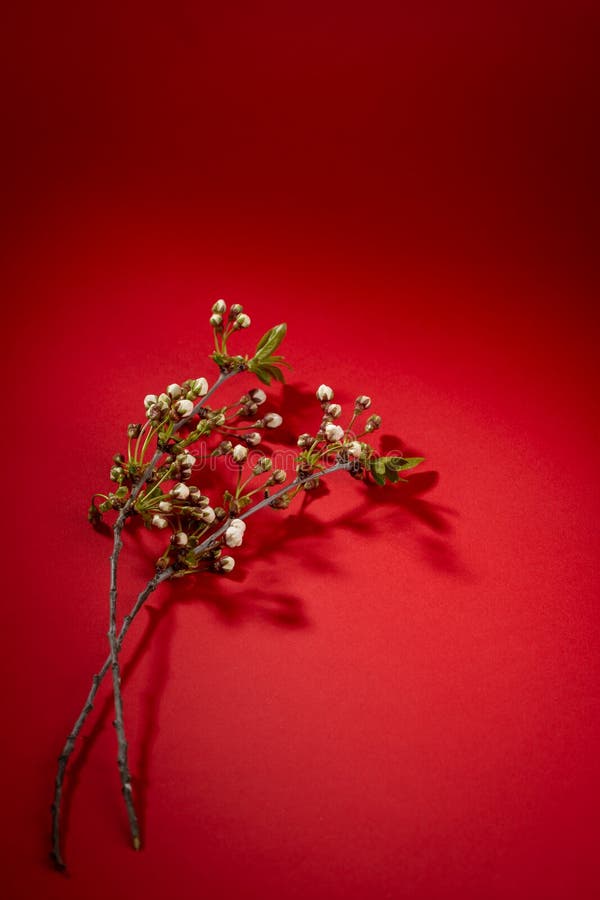 Two Cherry Twigs, Spring Concept Stock Photo - Image of flora, blooming ...