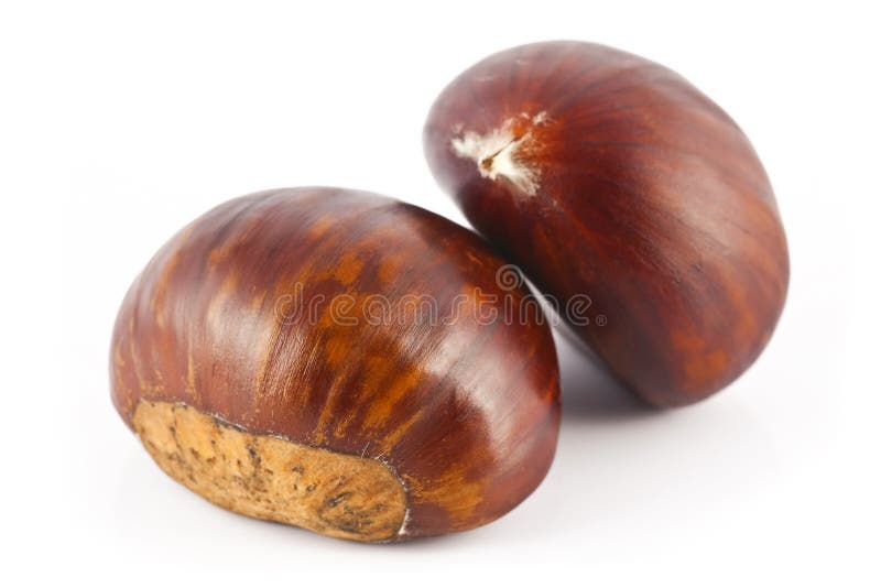 Two chestnut stock image. Image of white, studio, maroon - 23316615