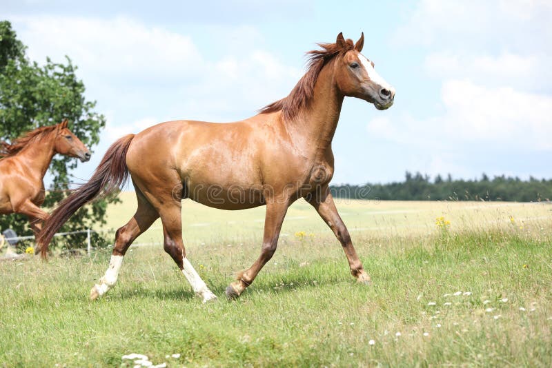Two Chestnut Horses Running Together Stock Image - Image of outside ...