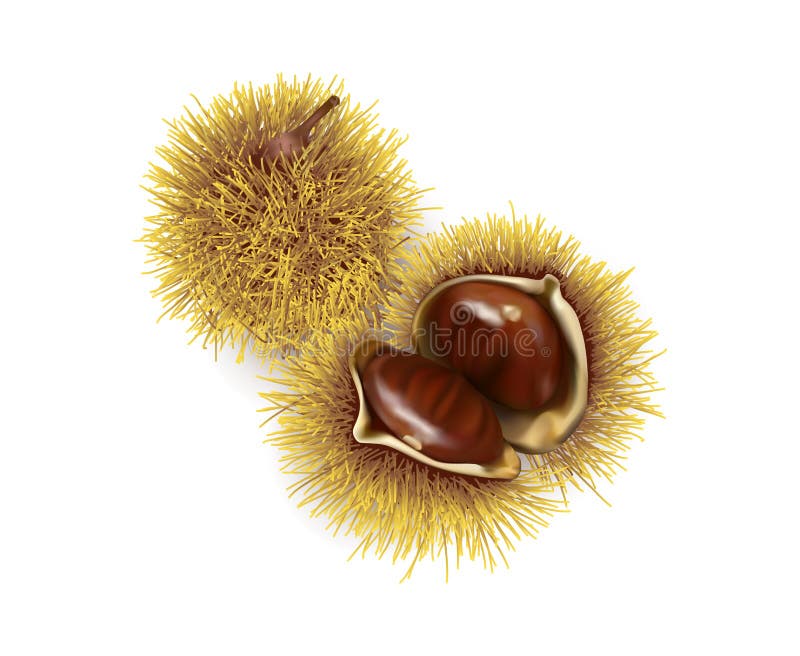 Two Chestnuts One Closed and Open. Stock Photo - Image of organic, core ...