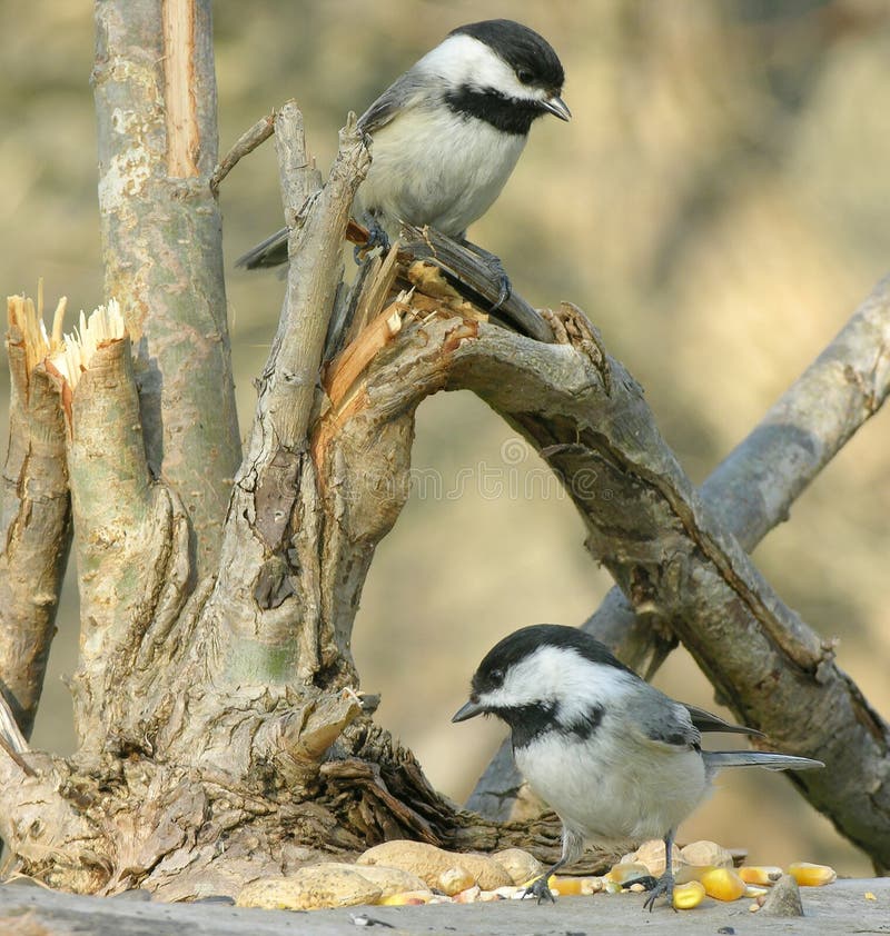 Chickadee 5 stock photo. Image of bird, beak, outdoors, chickadee - 90498