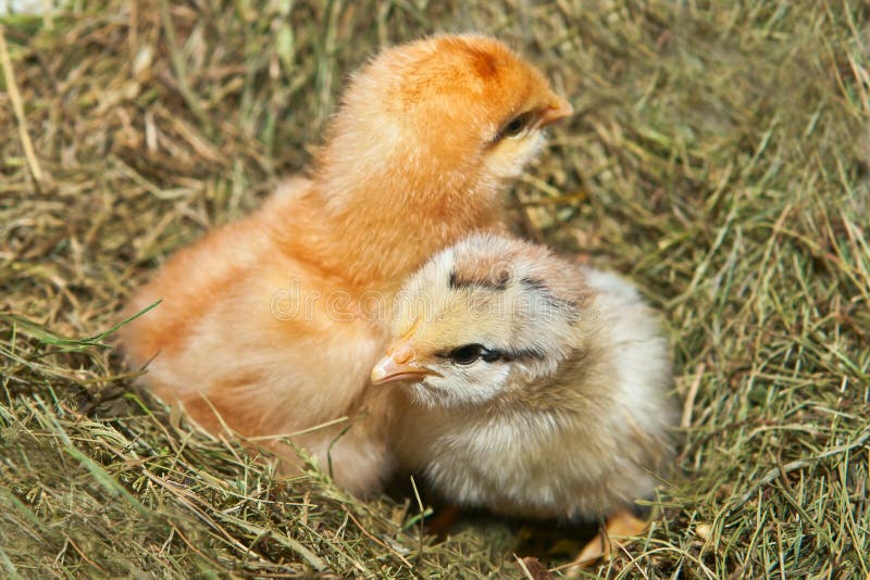 Two chicken. stock photo. Image of brown, poultry, hatch - 25195458