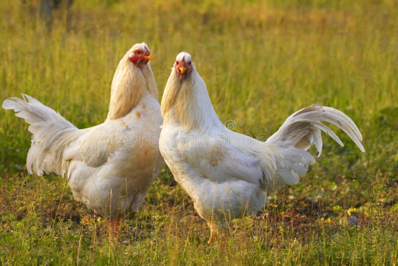 Two chicken stock photo. Image of farm, bird, eyes, country - 9270532