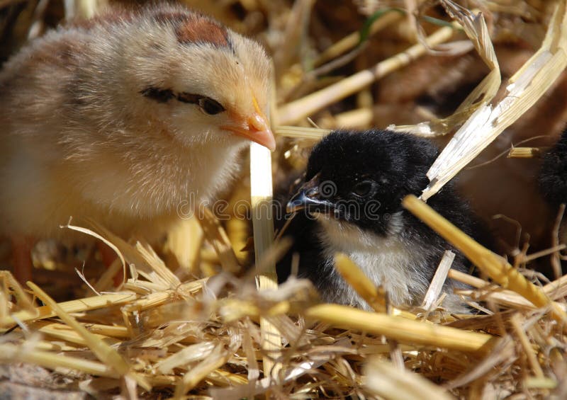 Two chicken baby stock photo. Image of eyes, grass, growth - 9708686
